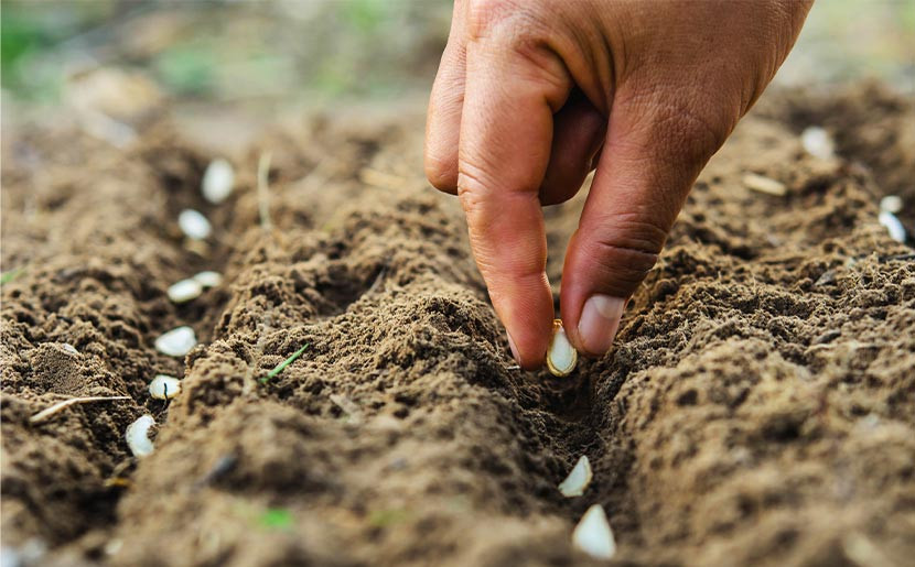 Seed Selection | Amazing Health